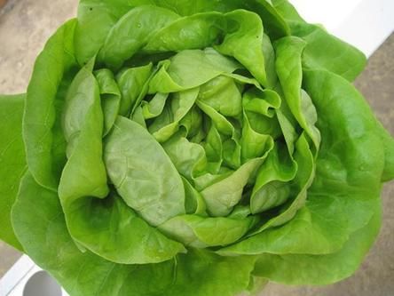 Rau ăn lẩu Thái gồm những gì?